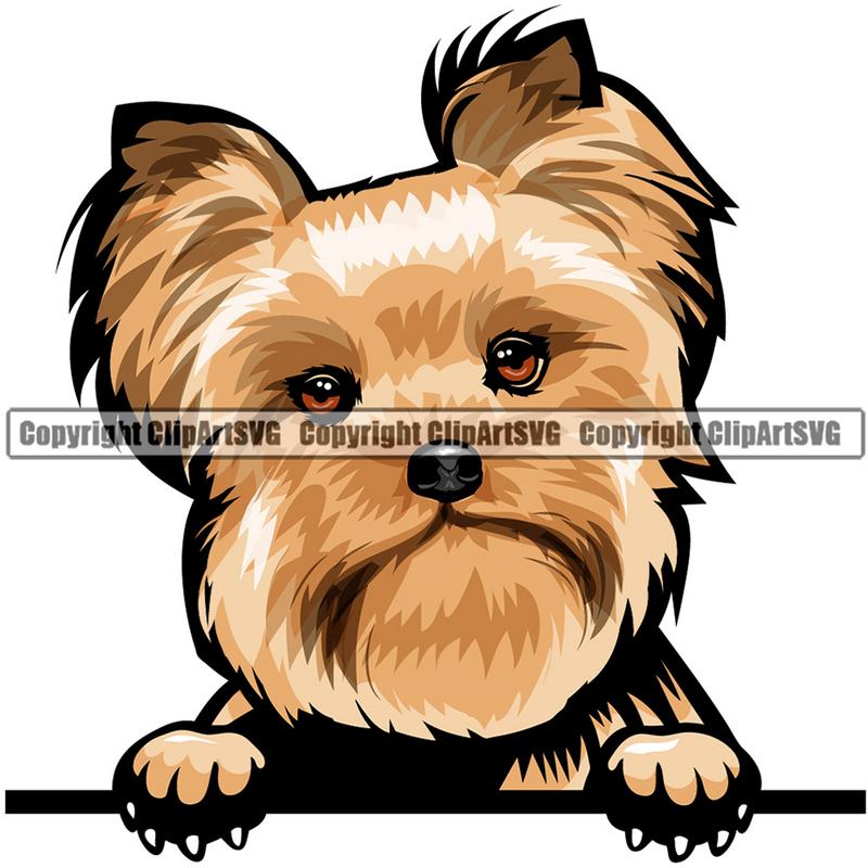 how to draw yorkie puppy step by step