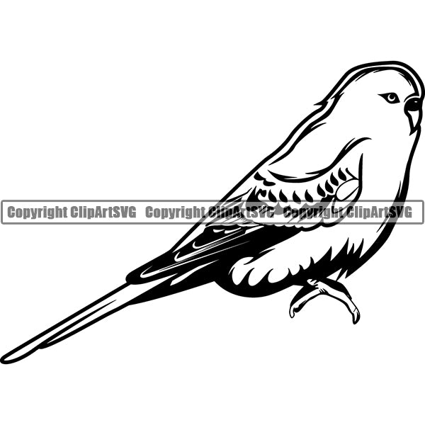 Parakeet Bird Animal ClipArt SVG – ClipArt SVG