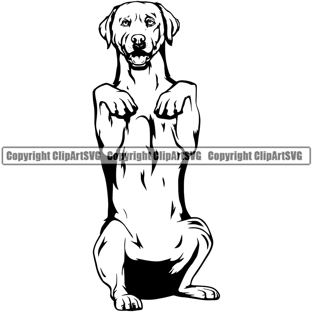 Labrador Retriever Dog Begging Design Puppy Pup Head Purebred Pedigree ...