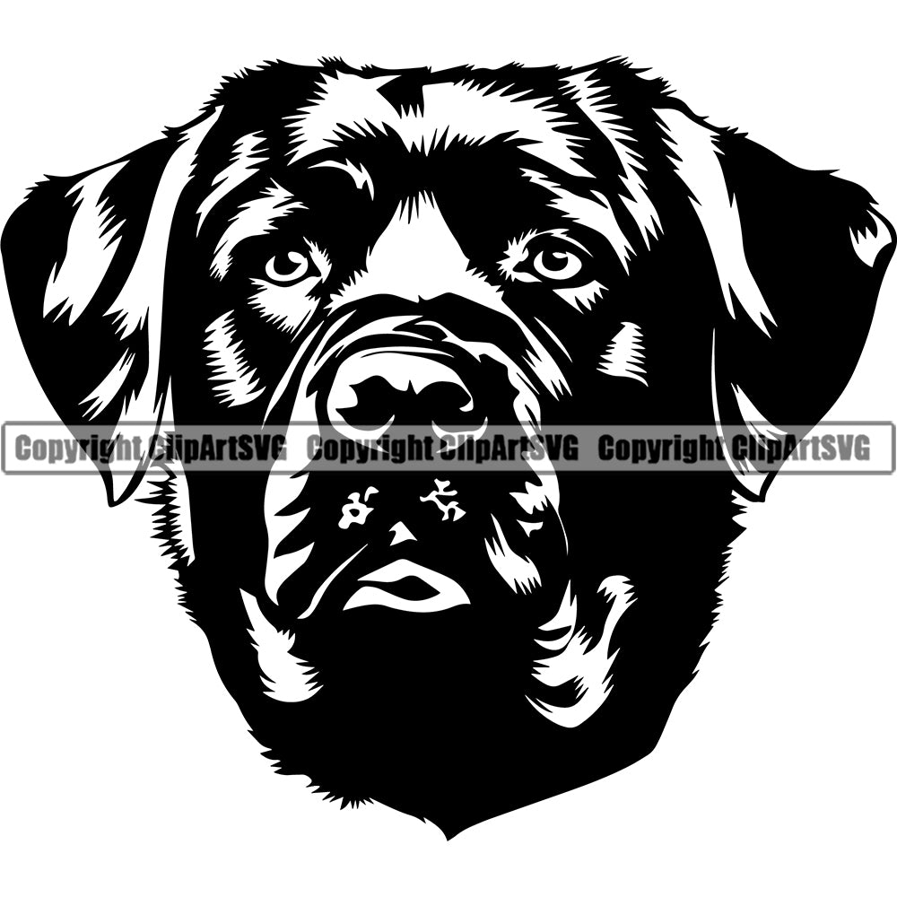 Labrador Dog Head Design Element Purebred Pedigree Canine K-9 K9 Animal ...