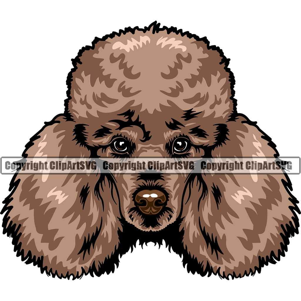 Cute Standard Poodle Puppies